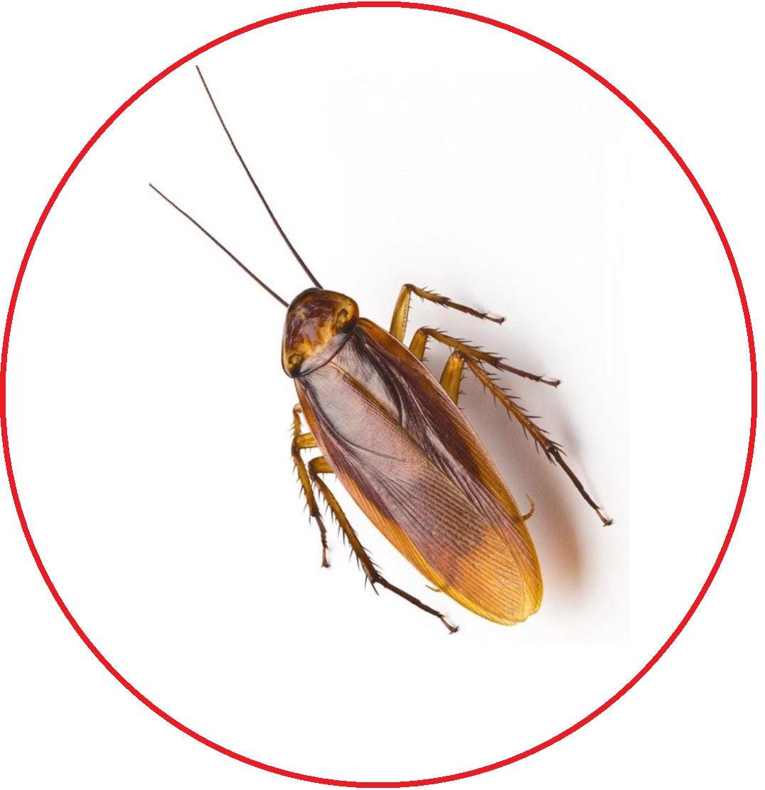 Cockroach Control Products | Sprays, Powders & Traps – Moth Control