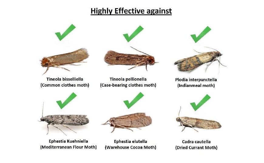 How to Get Rid of Moths UK | Step-by-Step Guide – Moth Control
